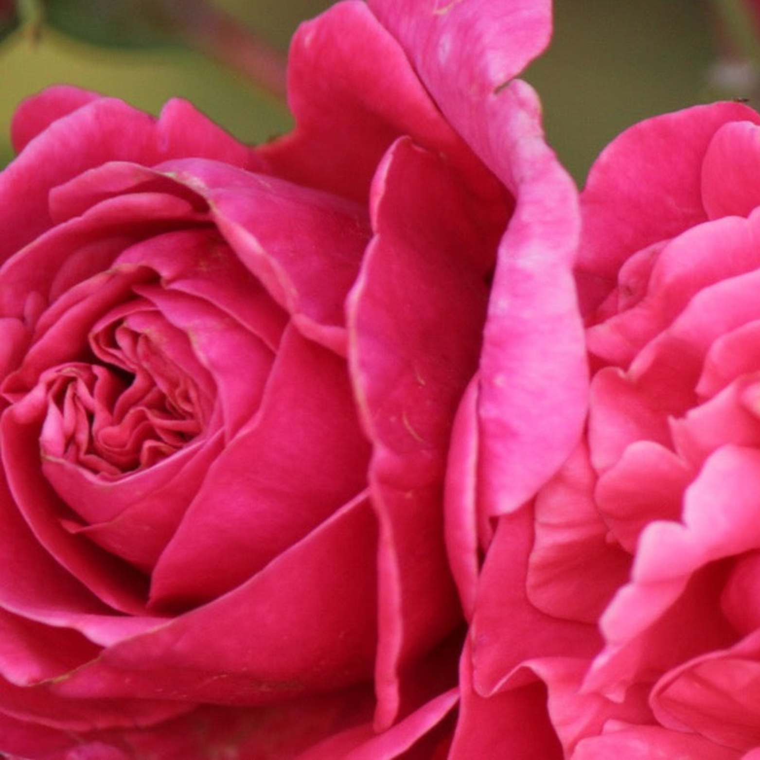 Rosa Borboniana Flower Oil – AKAR