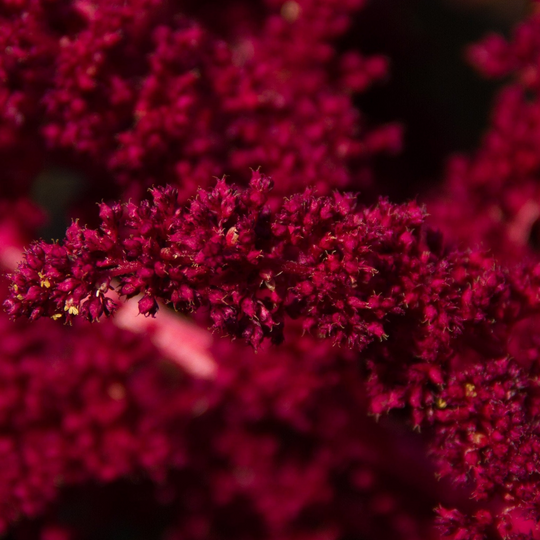 AKAR Skin: Leading Maker in Plant Nutrition for Delicate Skin